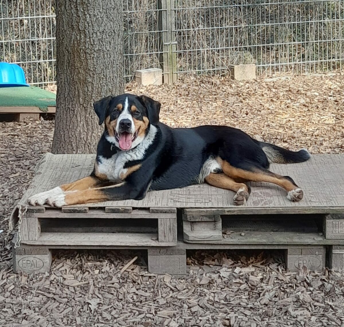 Ben- Kenner mit Herz gesucht – Tierschutzverein Mensch und Tier (M.u.T ...